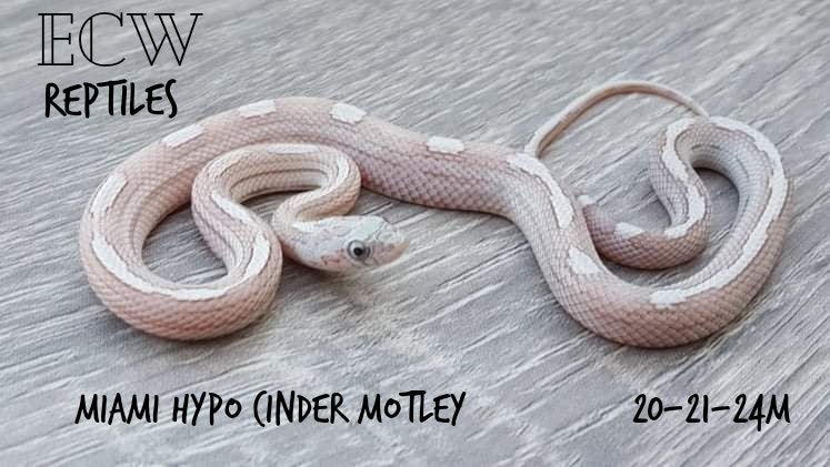 Miami Hypo Cinder Motley Corn Snake by ECW Reptiles - MorphMarket