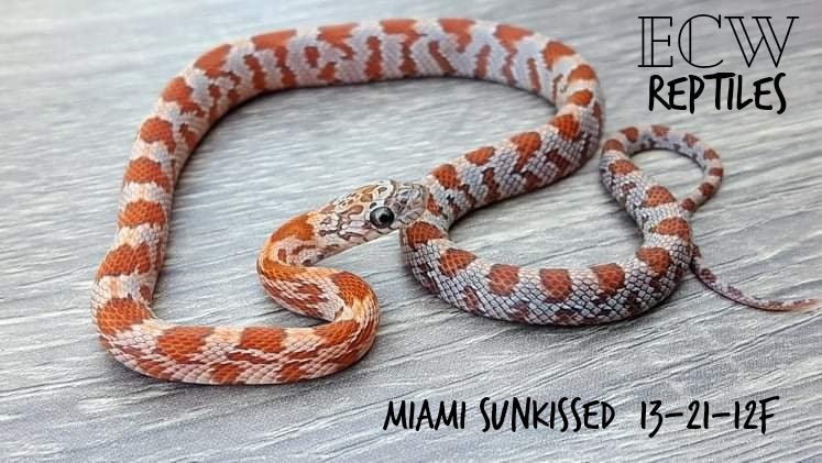 Miami Sunkissed Corn Snake by ECW Reptiles - MorphMarket