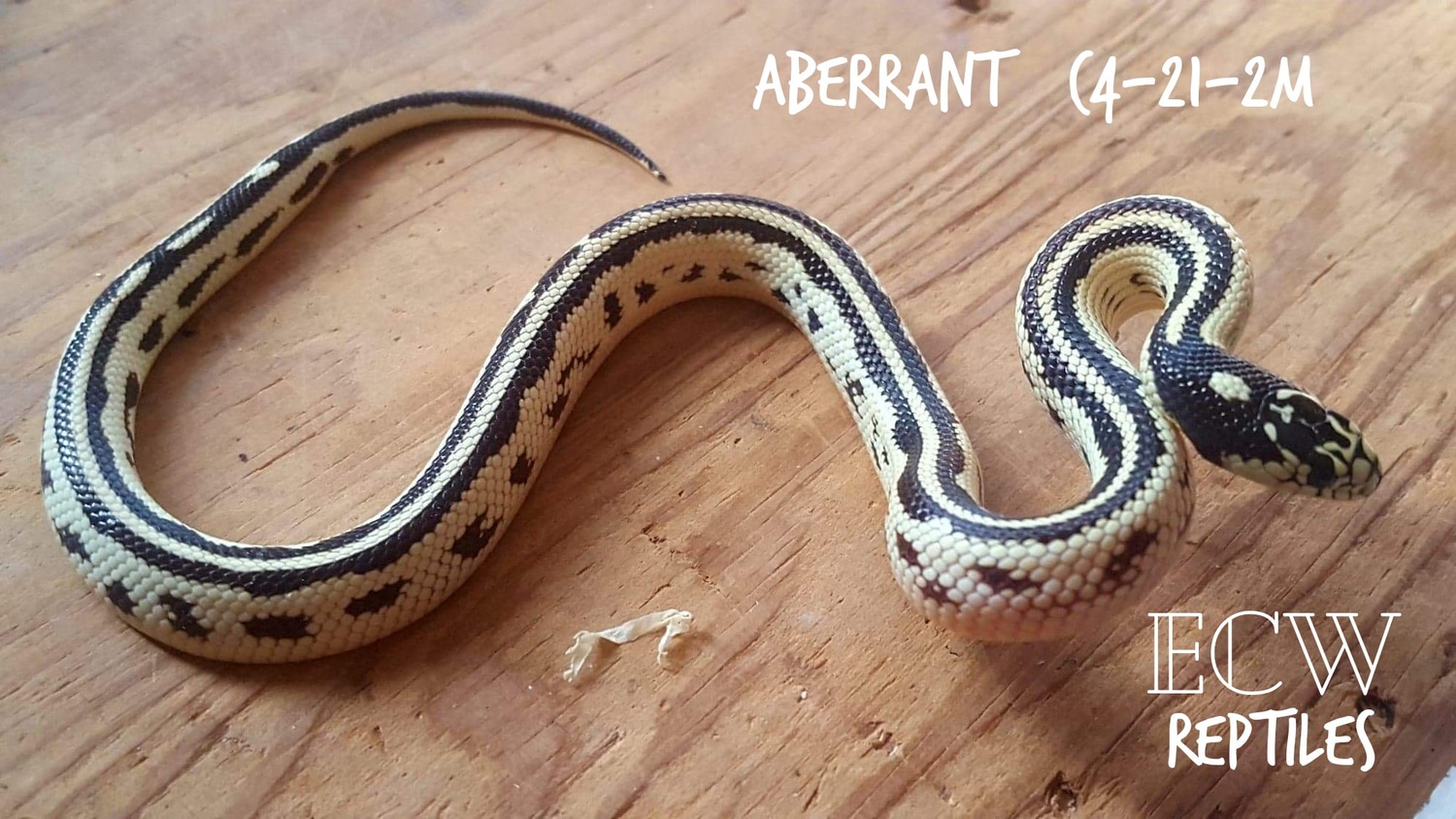 Aberrant California Kingsnake by ECW Reptiles - MorphMarket