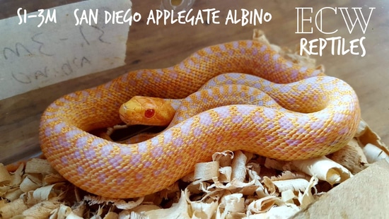 Applegate Albino Gopher Snake by ECW Reptiles