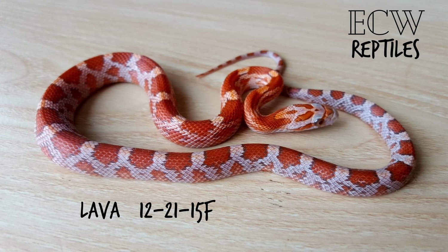 Lava Corn Snake by ECW Reptiles - MorphMarket