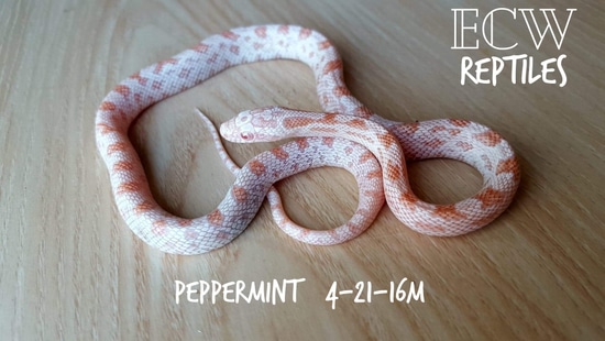 Peppermint Corn Snake by ECW Reptiles