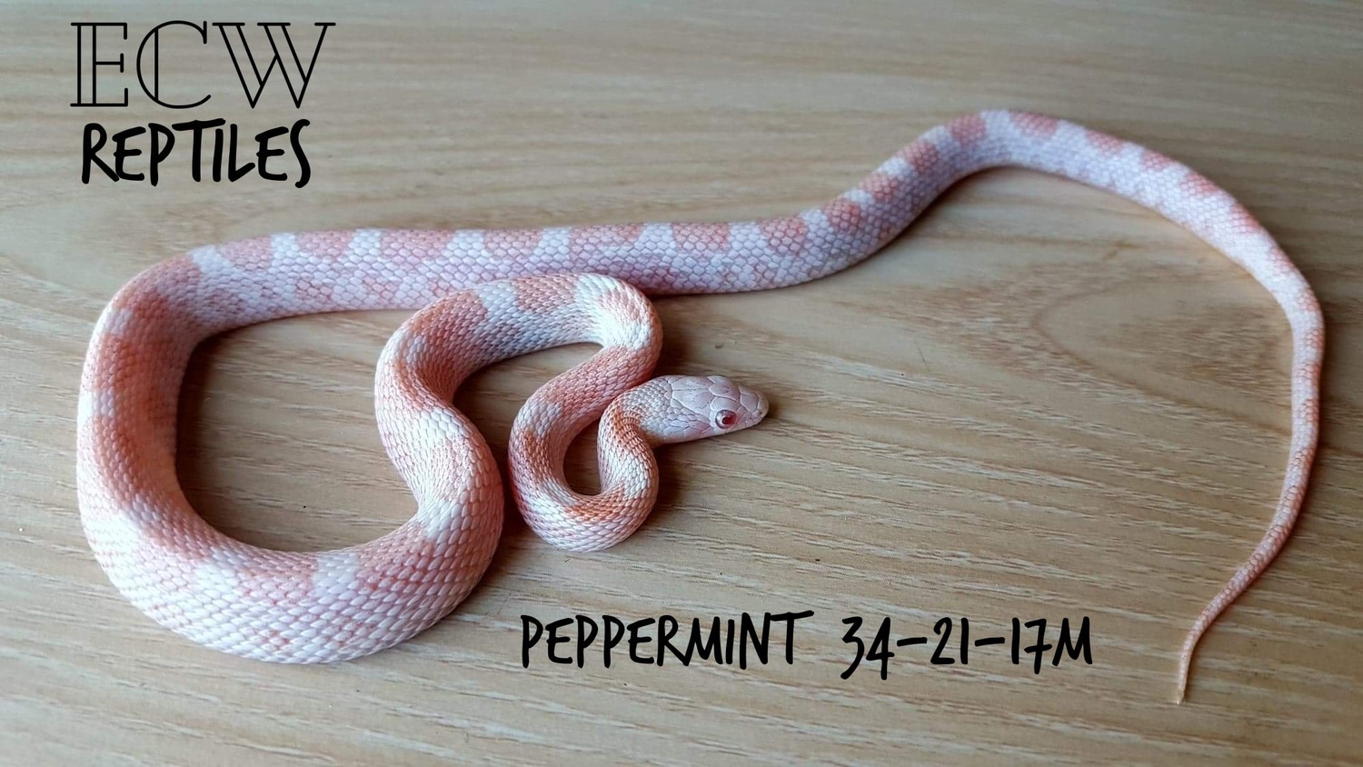 Peppermint Corn Snake by ECW Reptiles - MorphMarket