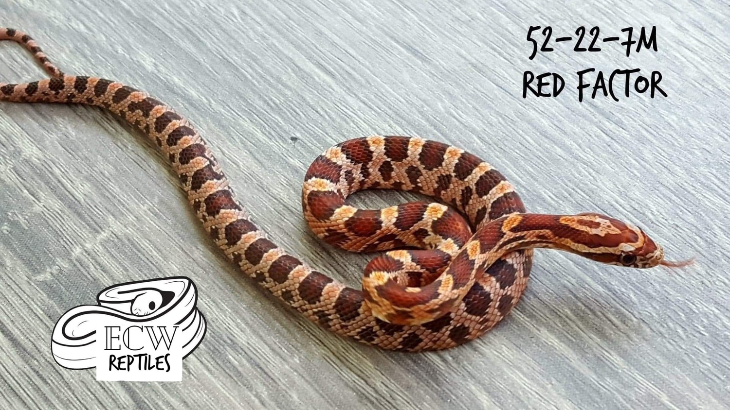 Classic Red Factor Corn Snake by ECW Reptiles - MorphMarket