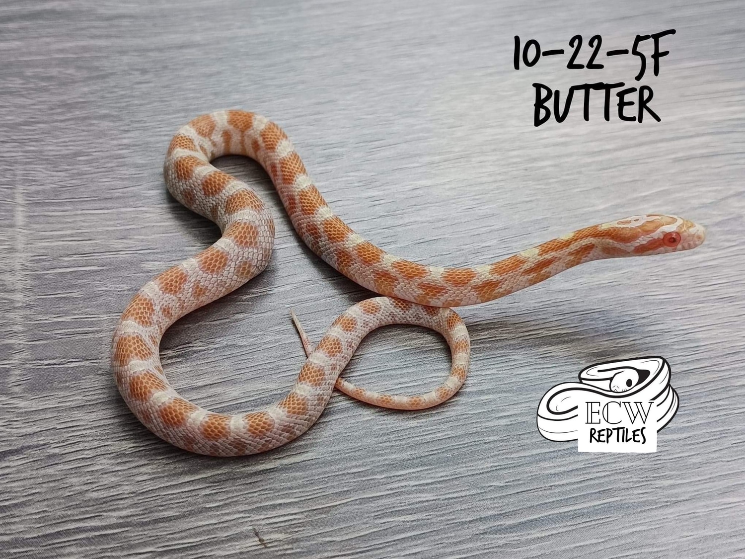 Butter Corn Snake by ECW Reptiles - MorphMarket