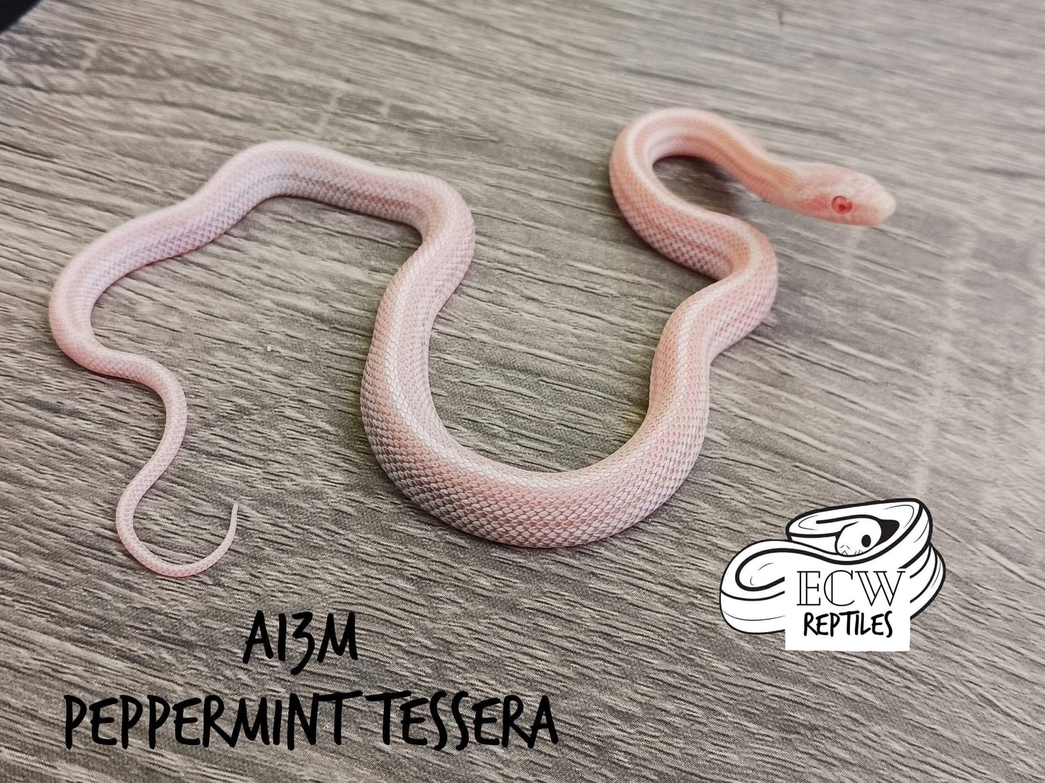 Peppermint Tessera Corn Snake by ECW Reptiles - MorphMarket
