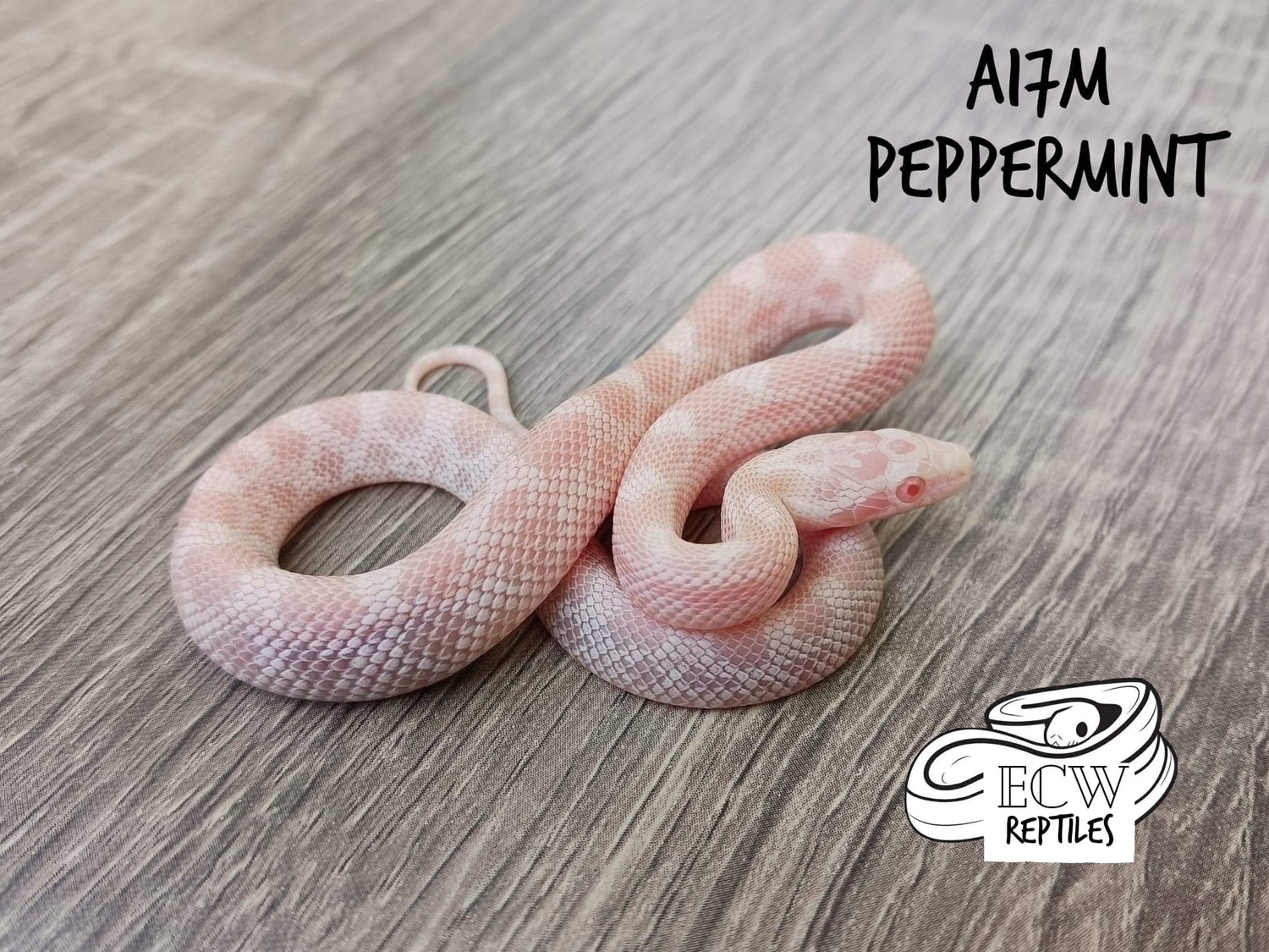 Peppermint Corn Snake by ECW Reptiles - MorphMarket