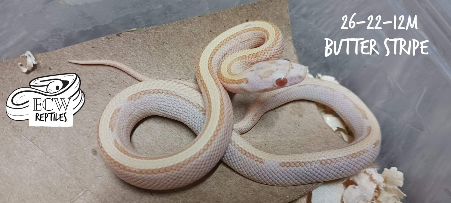 Butter Stripe Corn Snake by ECW Reptiles - MorphMarket