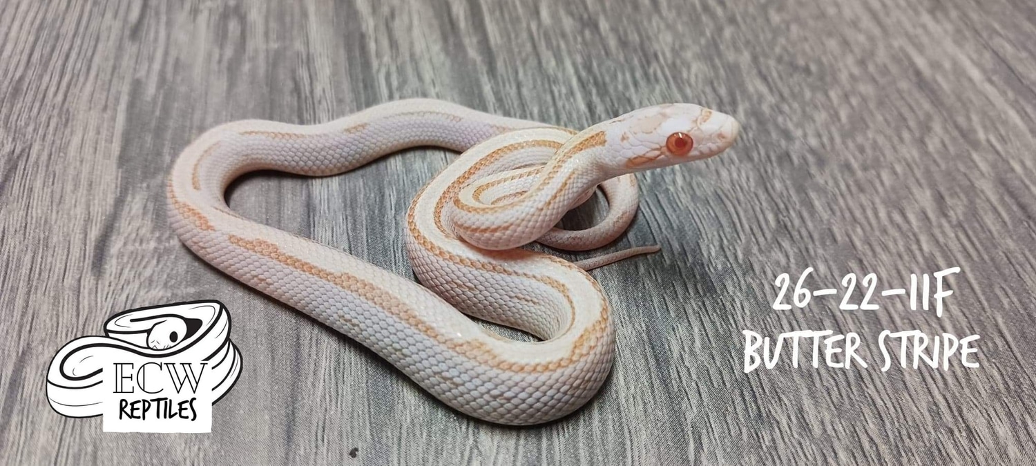 Butter Stripe Corn Snake by ECW Reptiles - MorphMarket