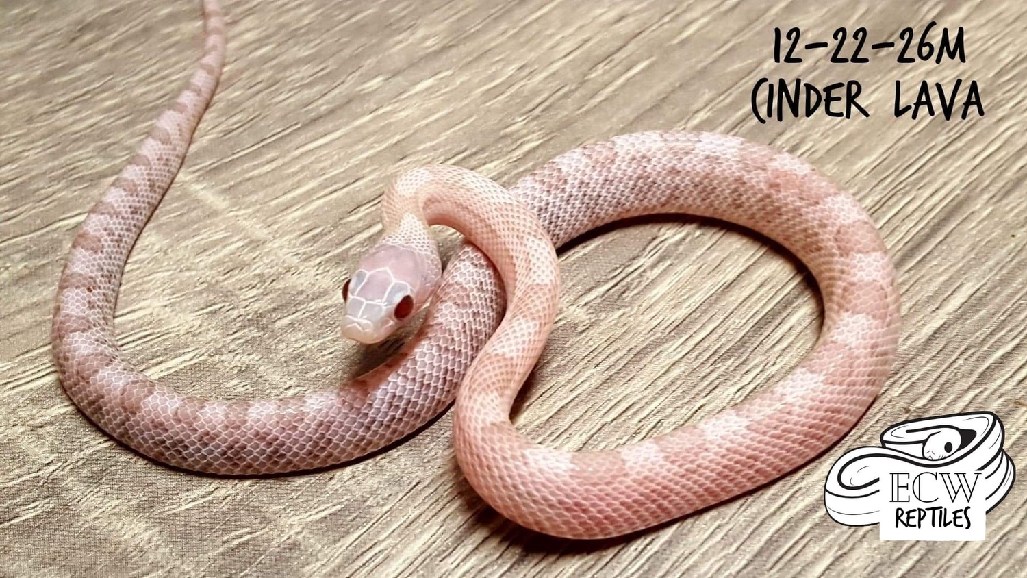 Cinder Lava Corn Snake by ECW Reptiles - MorphMarket
