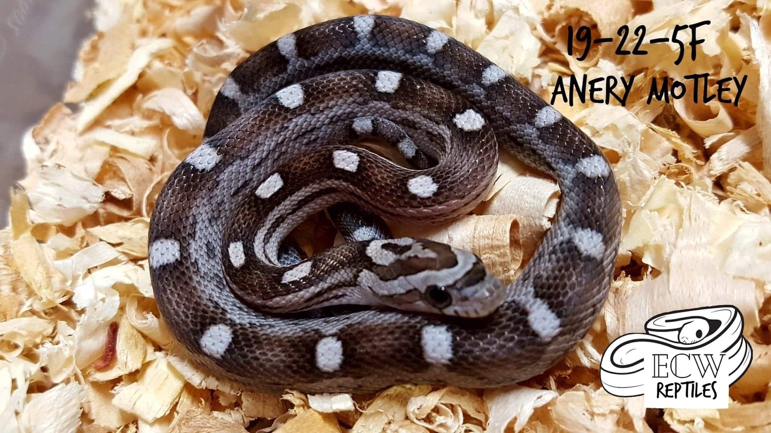 Anery Motley Corn Snake by ECW Reptiles - MorphMarket