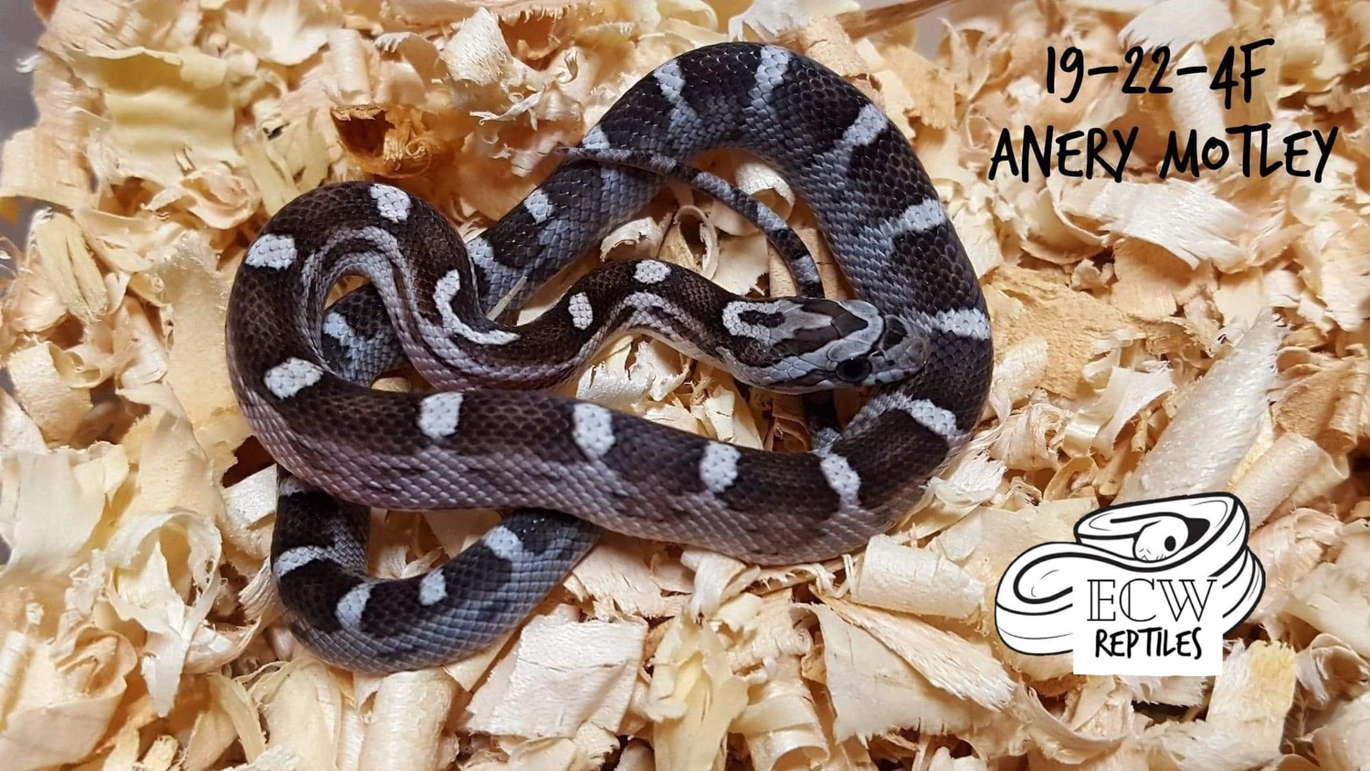 Anery Motley Corn Snake by ECW Reptiles - MorphMarket