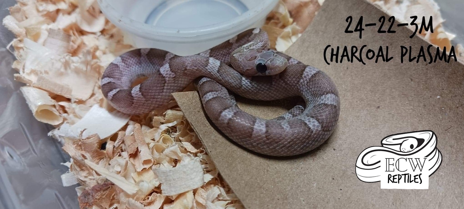 Charcoal Plasma Corn Snake by ECW Reptiles - MorphMarket