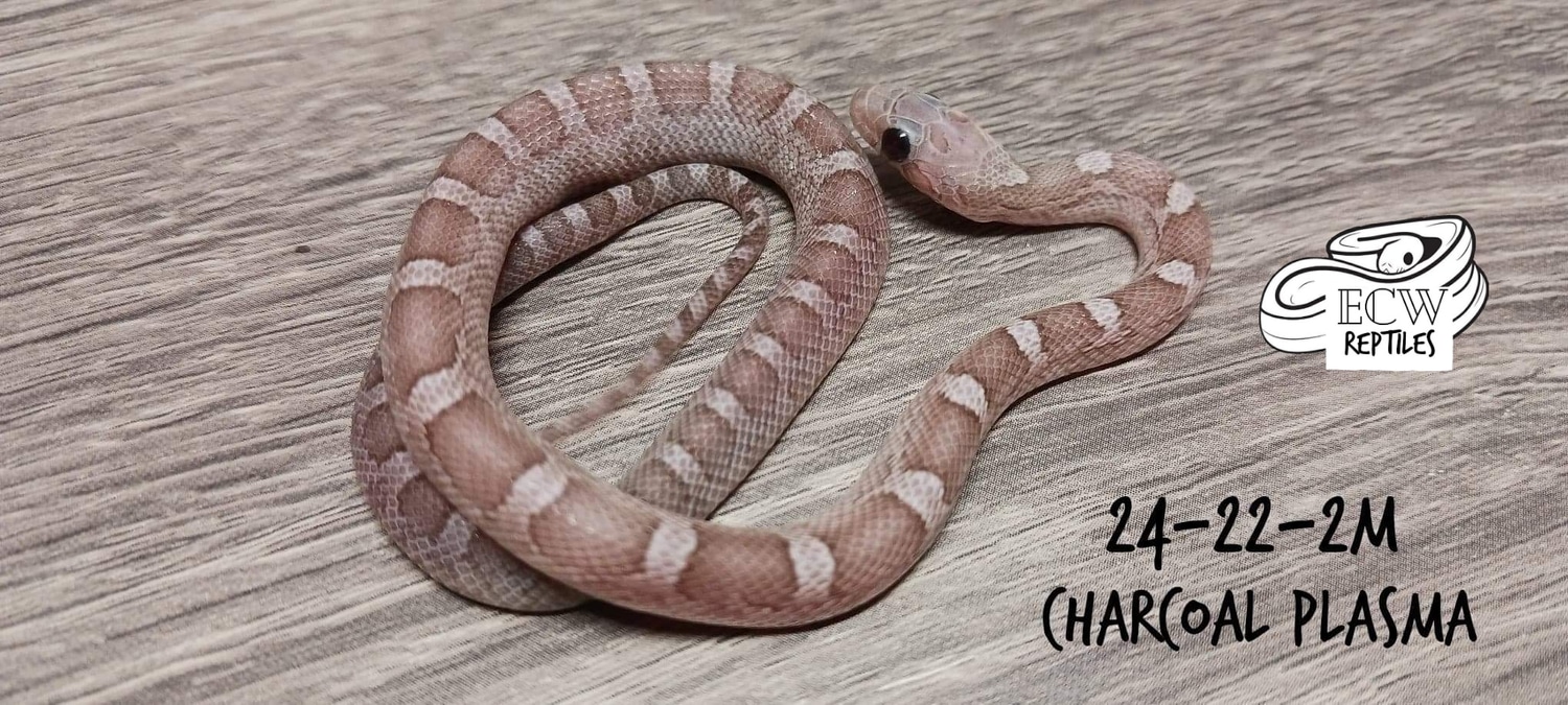 Charcoal Plasma Corn Snake by ECW Reptiles - MorphMarket