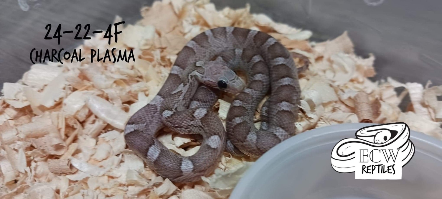 Charcoal Plasma Corn Snake by ECW Reptiles - MorphMarket