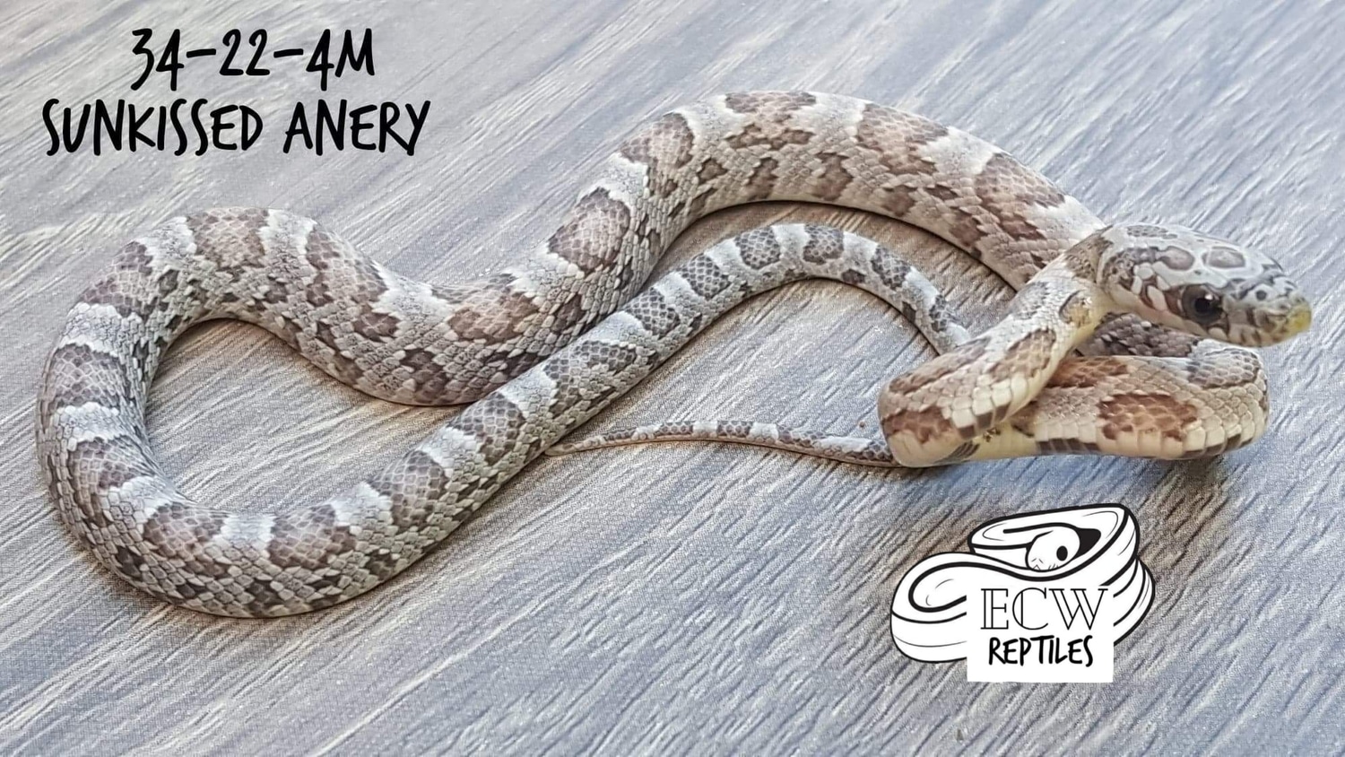 Sunkissed Anery Corn Snake by ECW Reptiles - MorphMarket