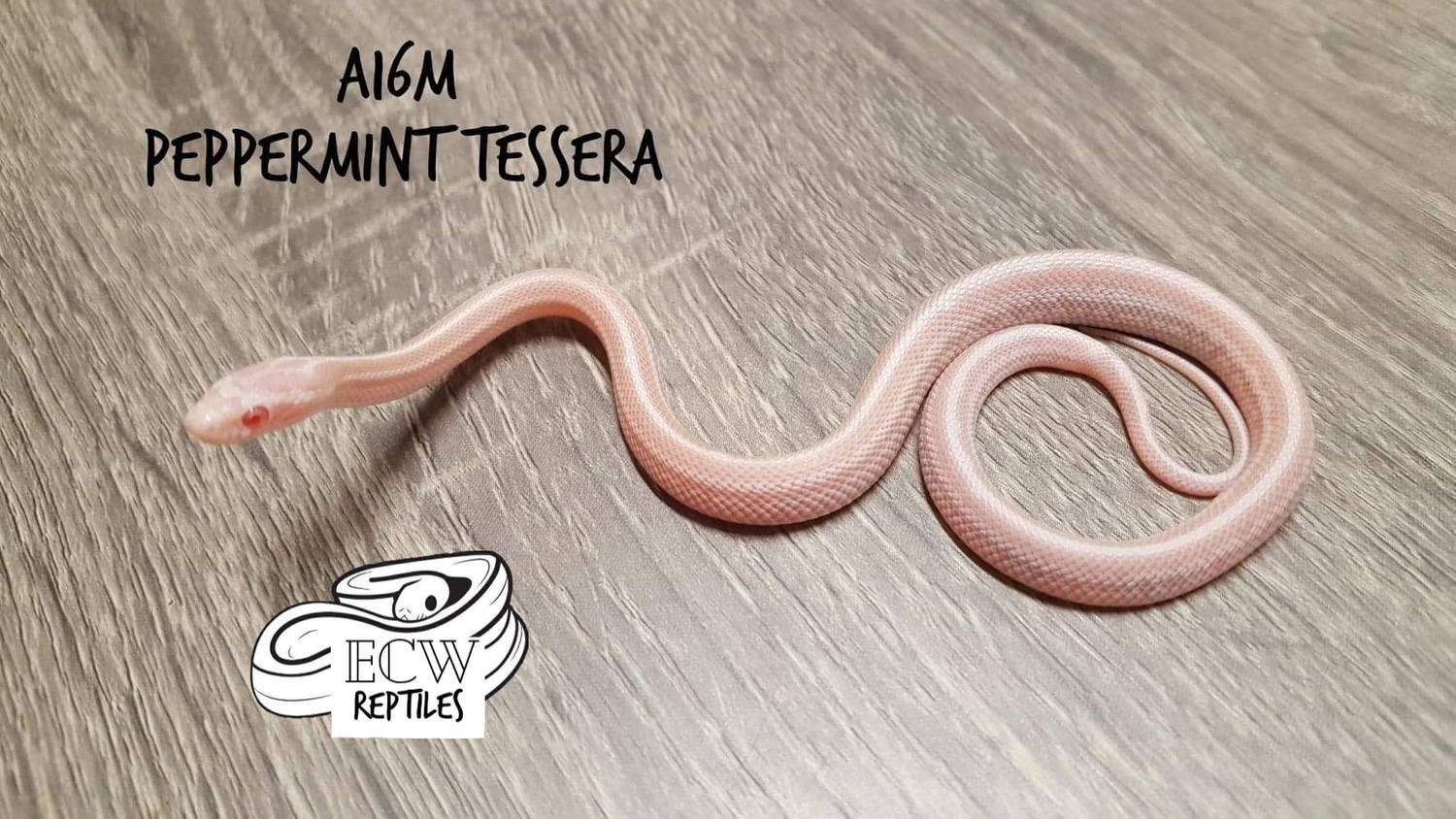 Peppermint Tessera Corn Snake by ECW Reptiles - MorphMarket