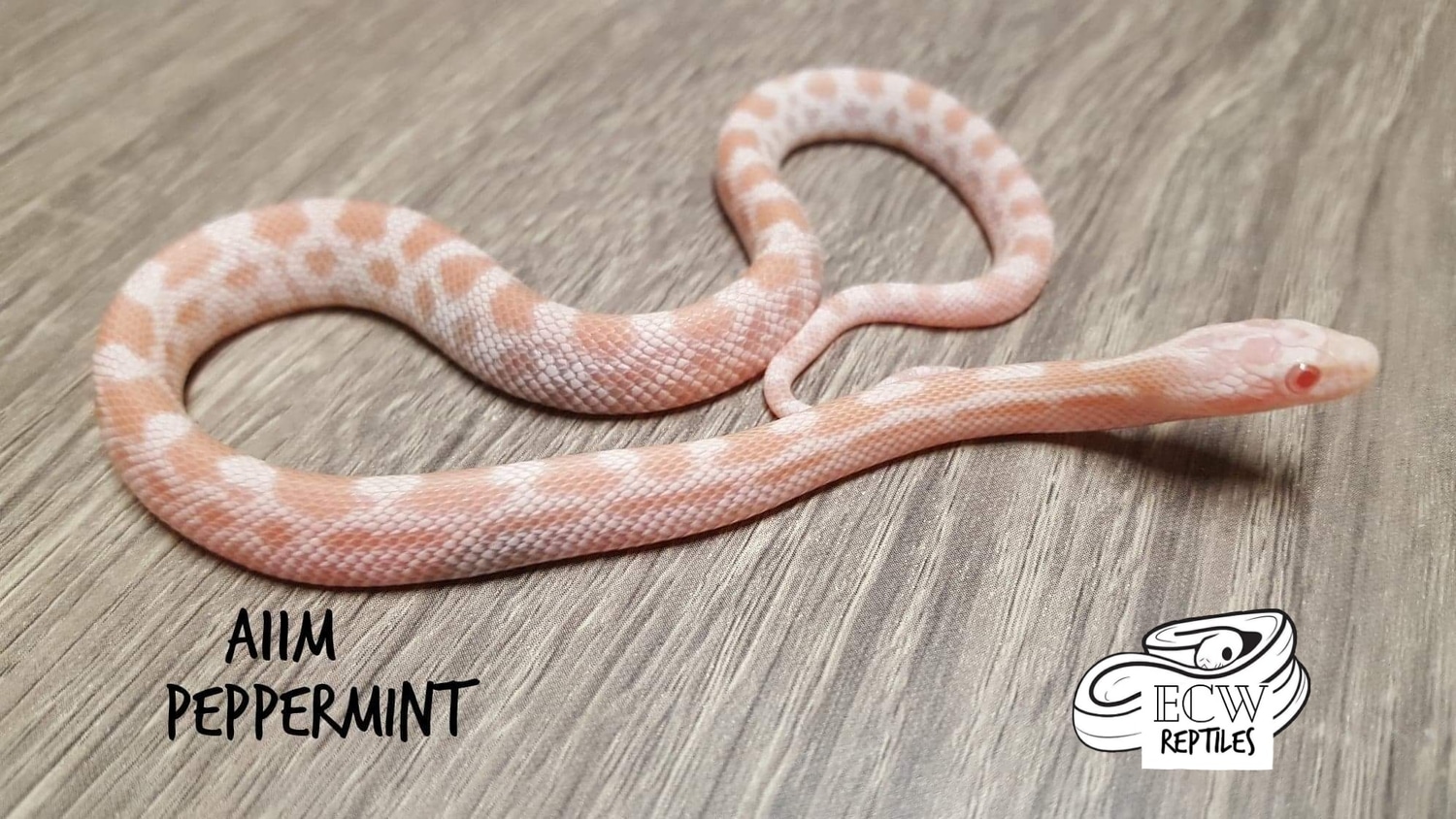 Peppermint Corn Snake by ECW Reptiles - MorphMarket