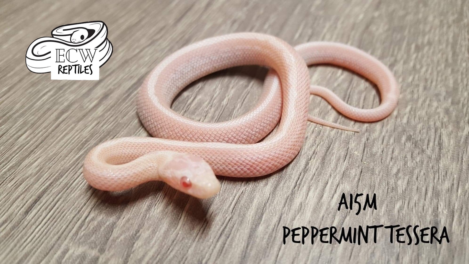 Peppermint Tessera Corn Snake by ECW Reptiles - MorphMarket