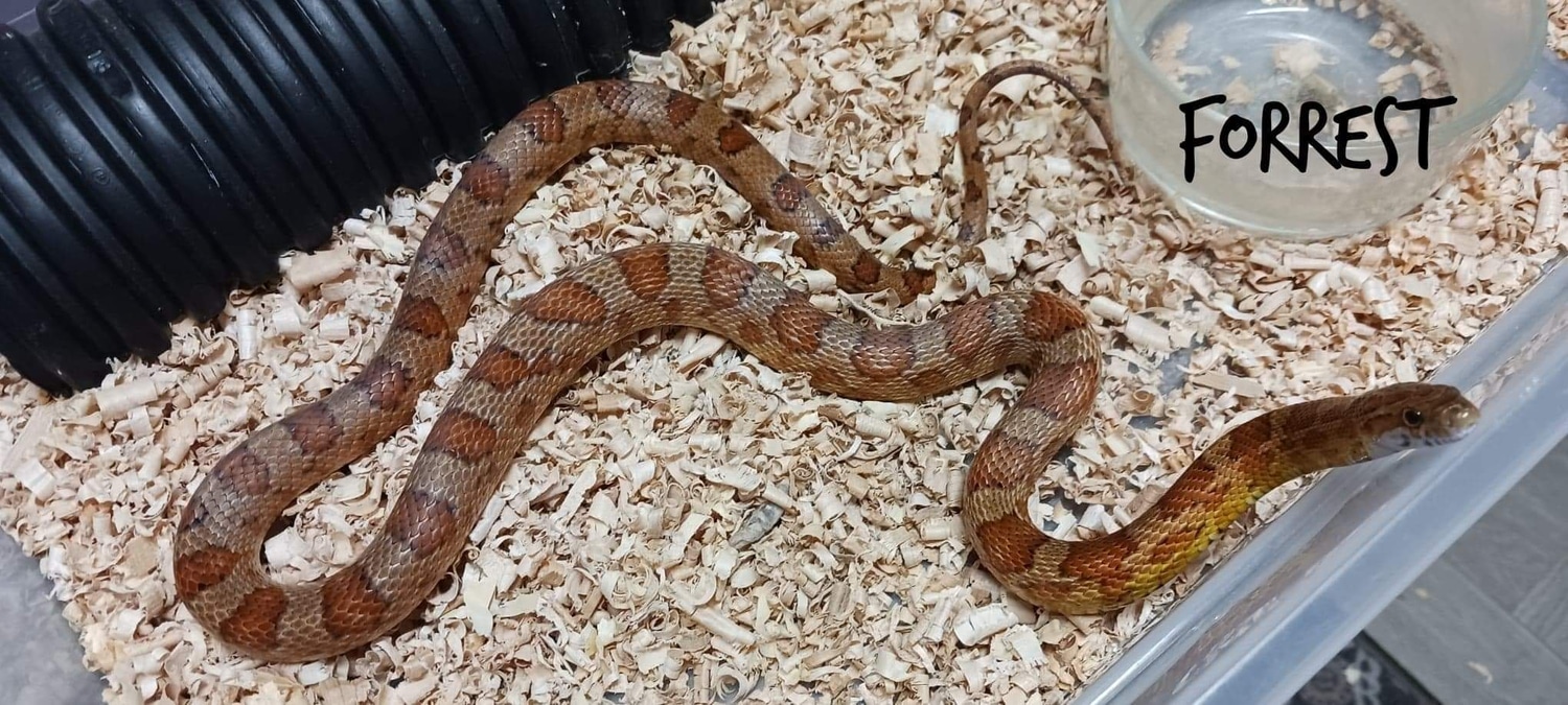 Classic Corn Snake by ECW Reptiles - MorphMarket