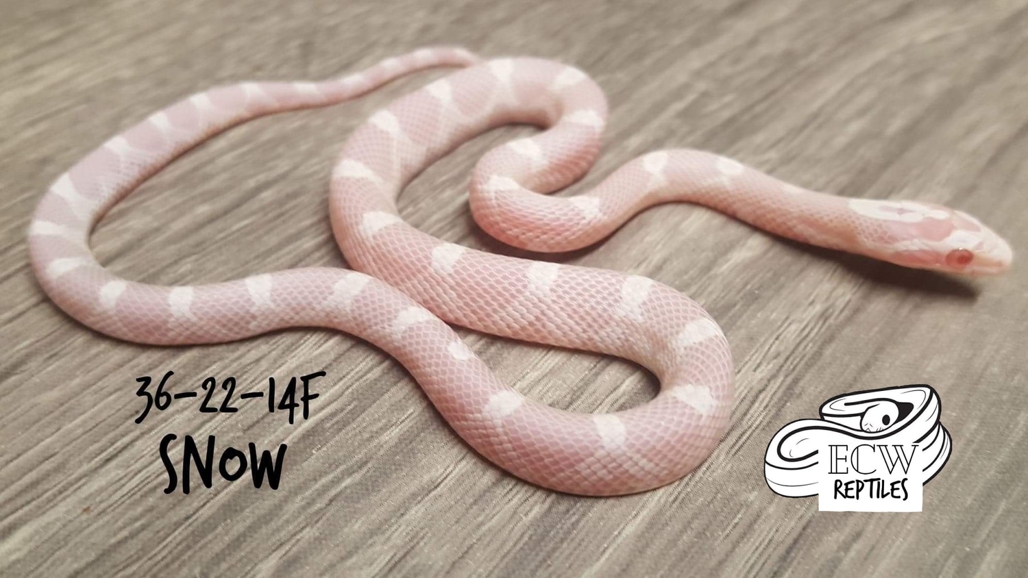 Snow Corn Snake by ECW Reptiles - MorphMarket