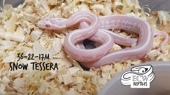 Snow Tessera Corn Snake by ECW Reptiles