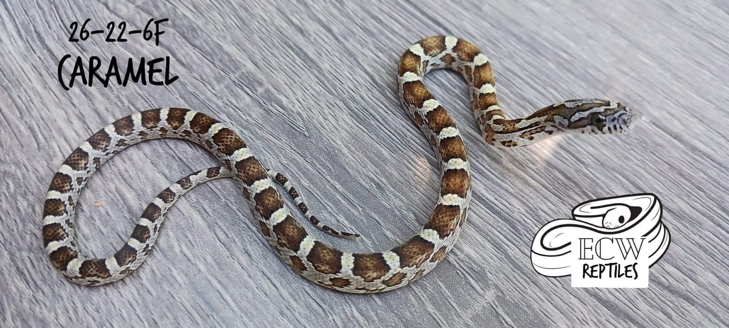 Caramel Corn Snake by ECW Reptiles - MorphMarket