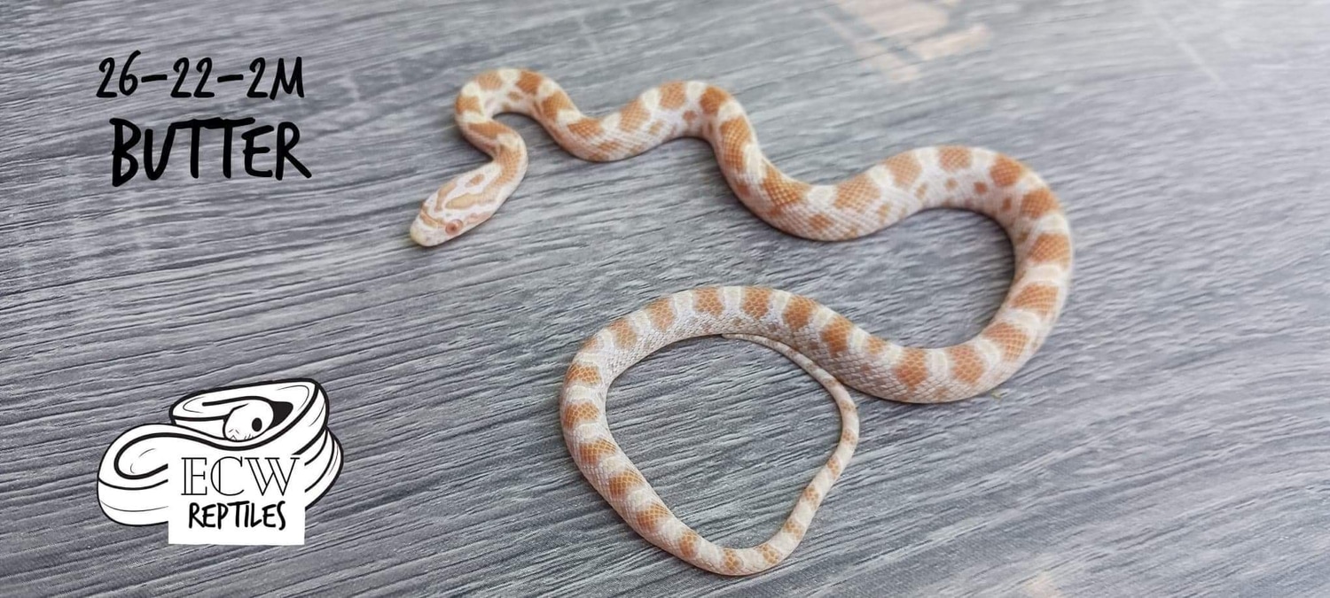 Butter Corn Snake by ECW Reptiles - MorphMarket