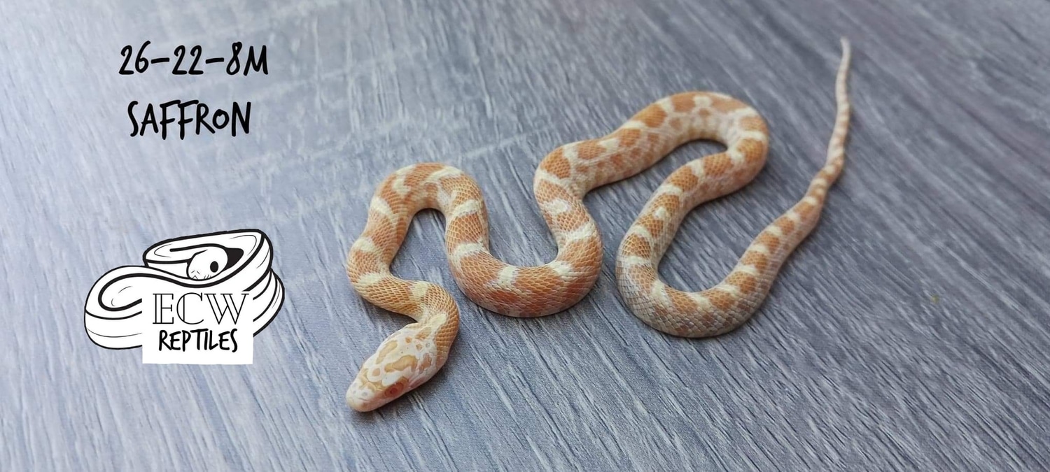 Saffron Corn Snake by ECW Reptiles - MorphMarket