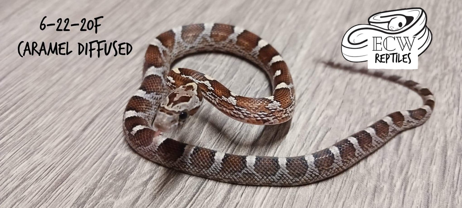Caramel Diffused Corn Snake by ECW Reptiles - MorphMarket