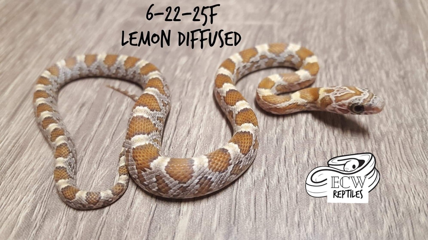 Lemon Diffused Corn Snake by ECW Reptiles - MorphMarket