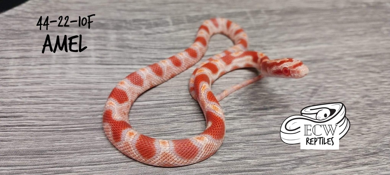 Amel Corn Snake by ECW Reptiles - MorphMarket