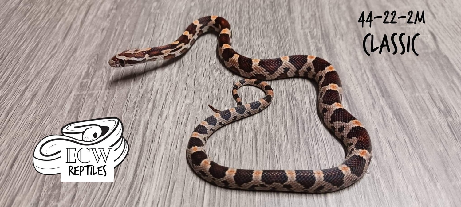 Classic Corn Snake by ECW Reptiles - MorphMarket
