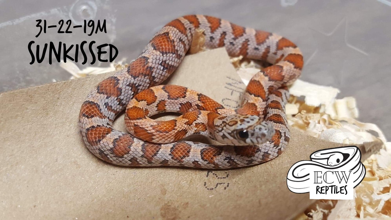 Sunkissed Corn Snake by ECW Reptiles - MorphMarket