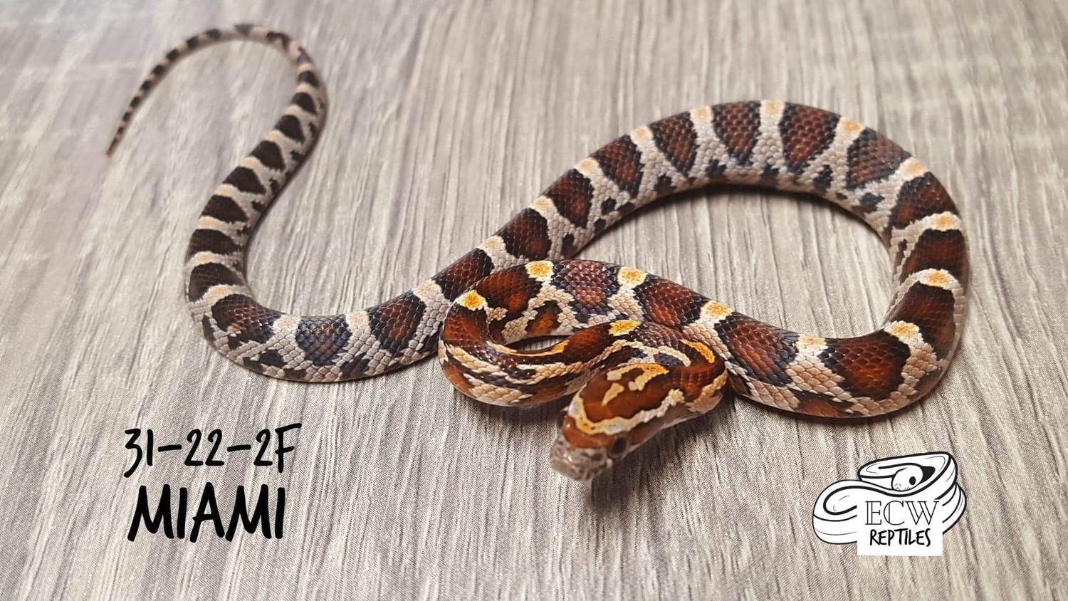 Miami Corn Snake by ECW Reptiles - MorphMarket
