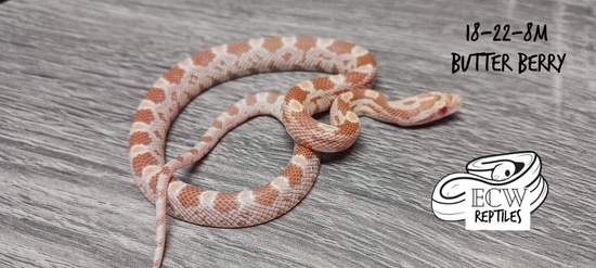 Butter Berry Corn Snake by ECW Reptiles