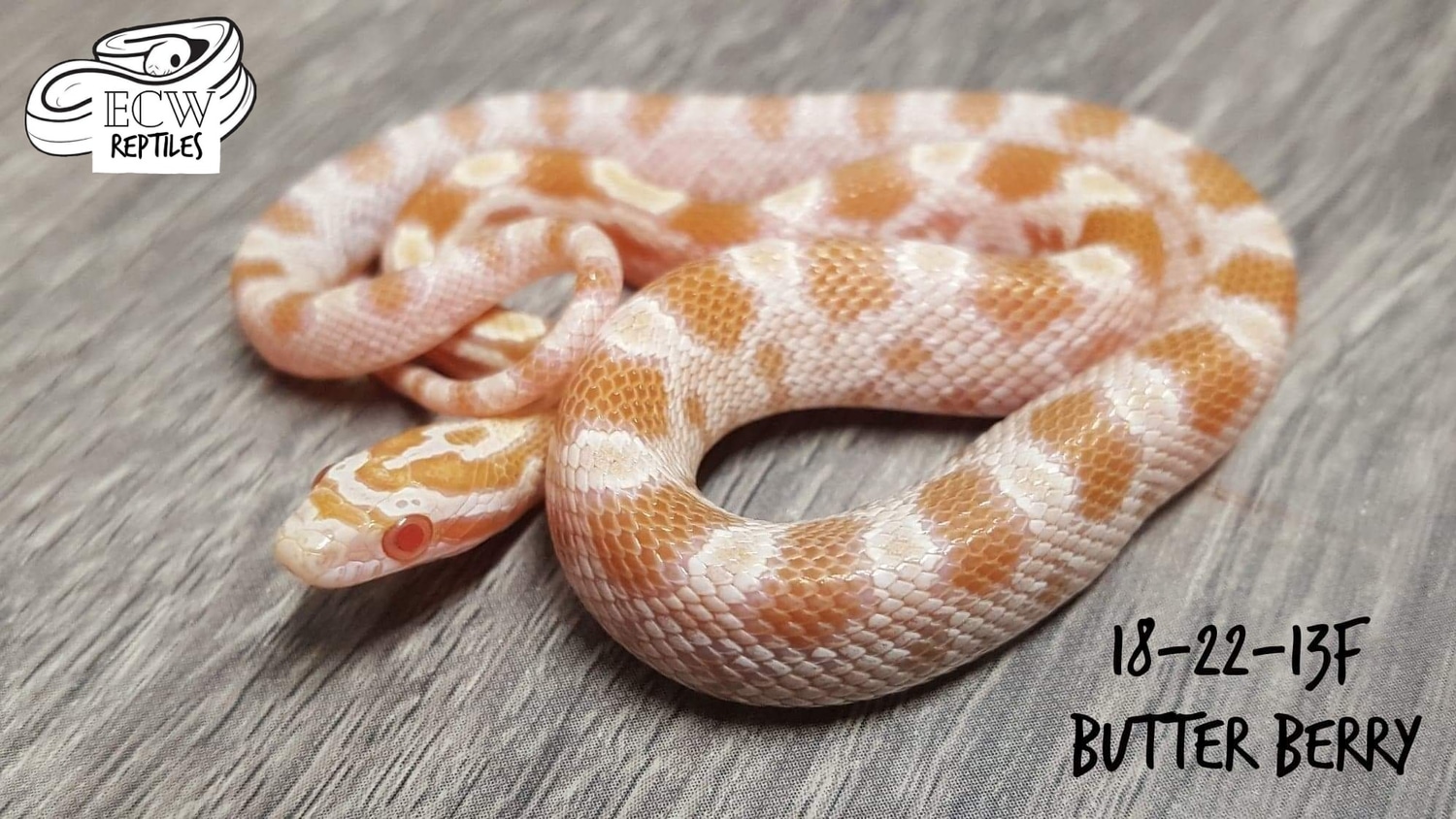 Butter Berry Corn Snake by ECW Reptiles - MorphMarket