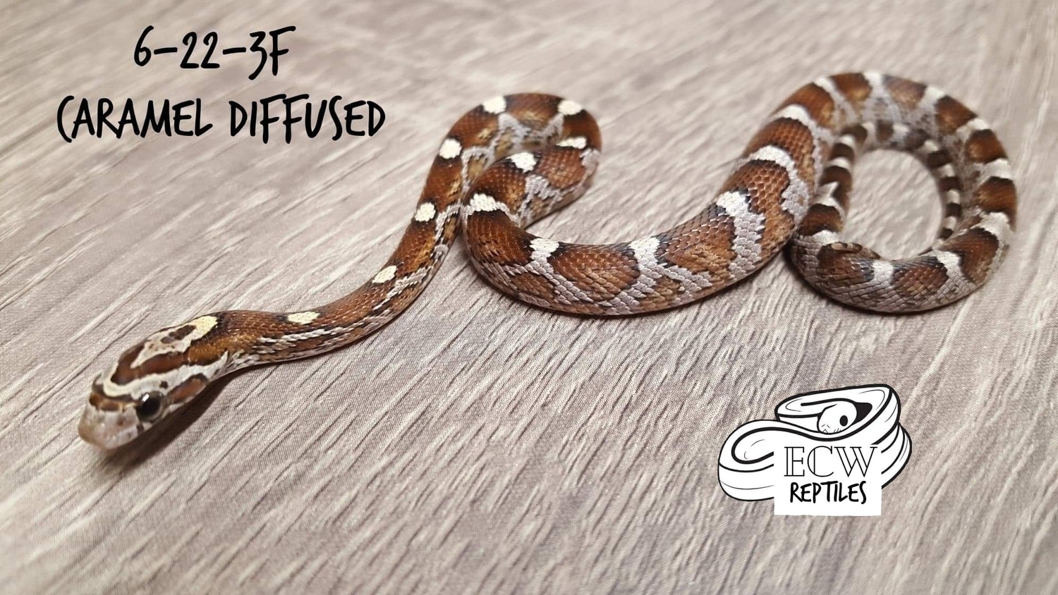 Caramel Diffused Corn Snake by ECW Reptiles - MorphMarket