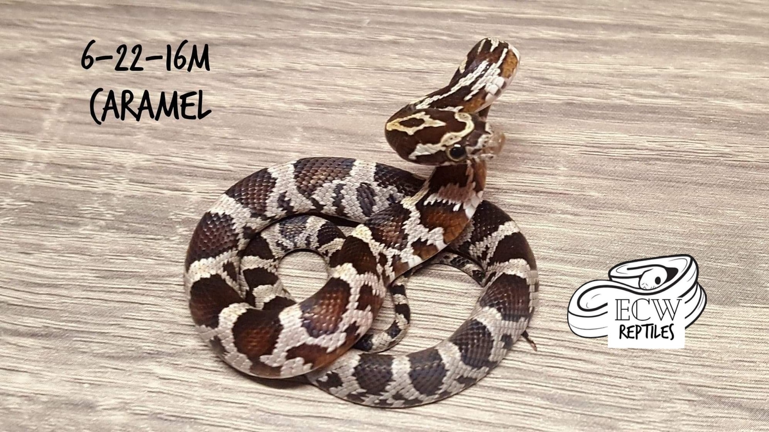 Caramel Corn Snake by ECW Reptiles - MorphMarket