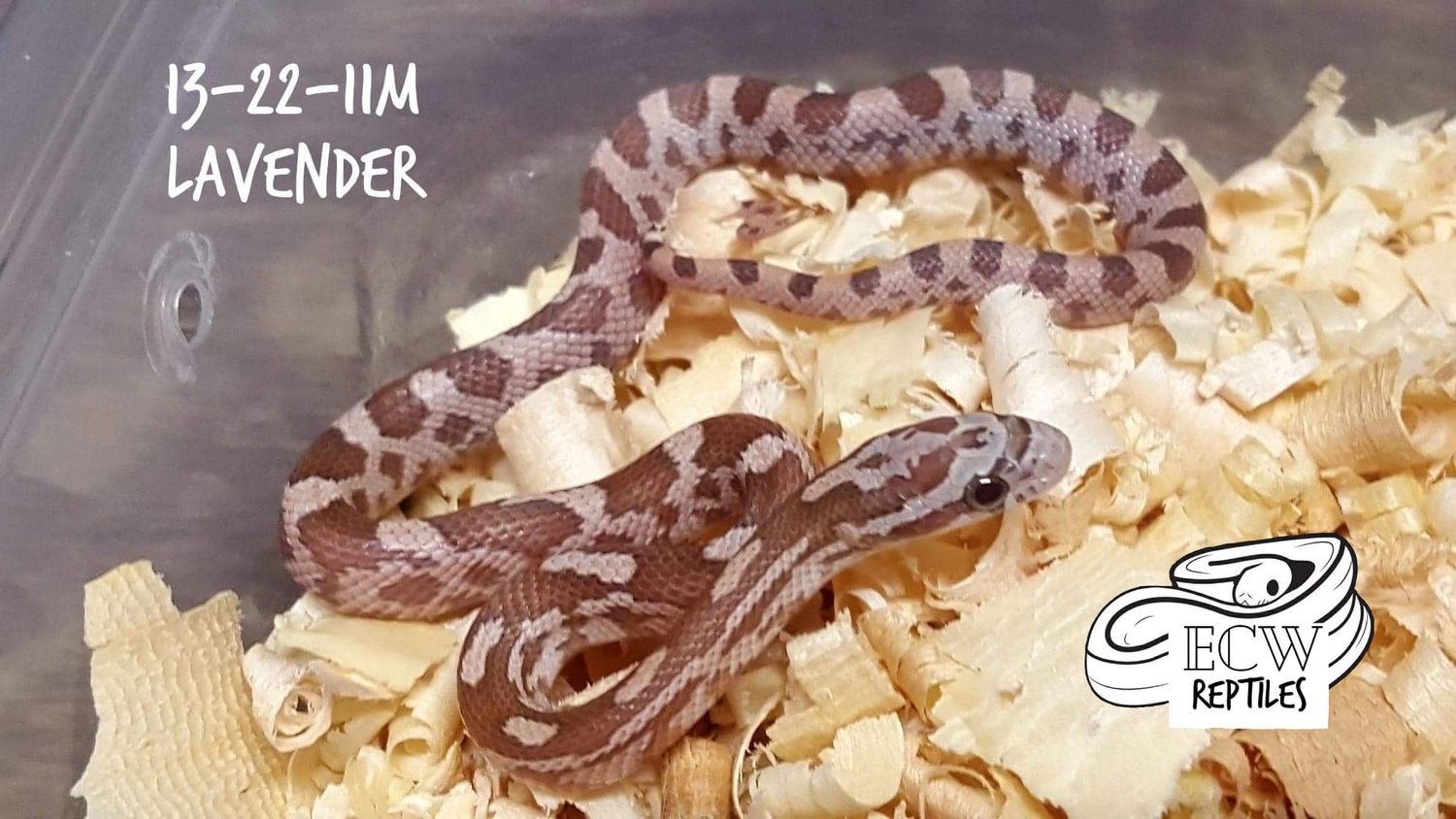 Lavender Corn Snake by ECW Reptiles - MorphMarket
