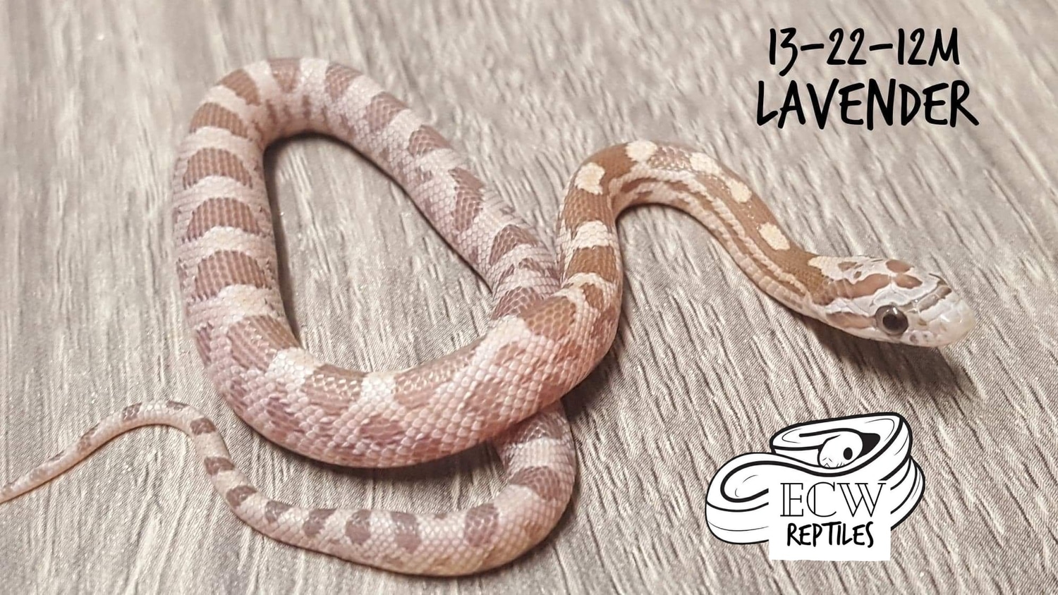 Lavender Corn Snake by ECW Reptiles - MorphMarket
