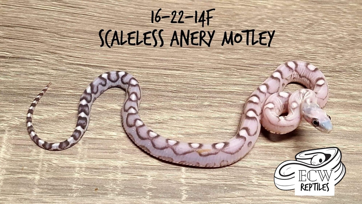 Scaleless Anery Motley Corn Snake by ECW Reptiles - MorphMarket