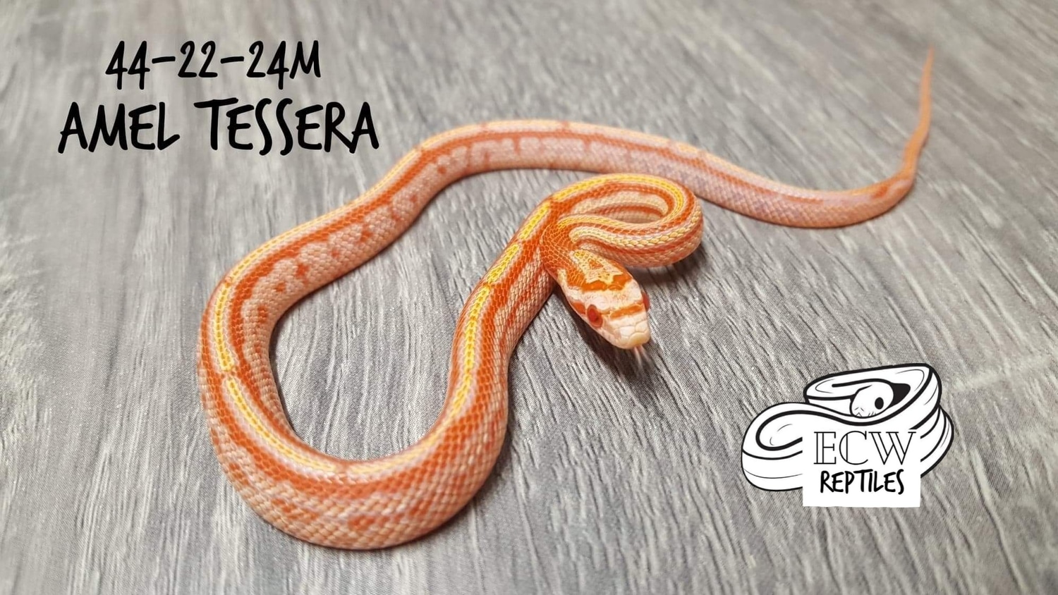 Amel Tessera Corn Snake by ECW Reptiles - MorphMarket