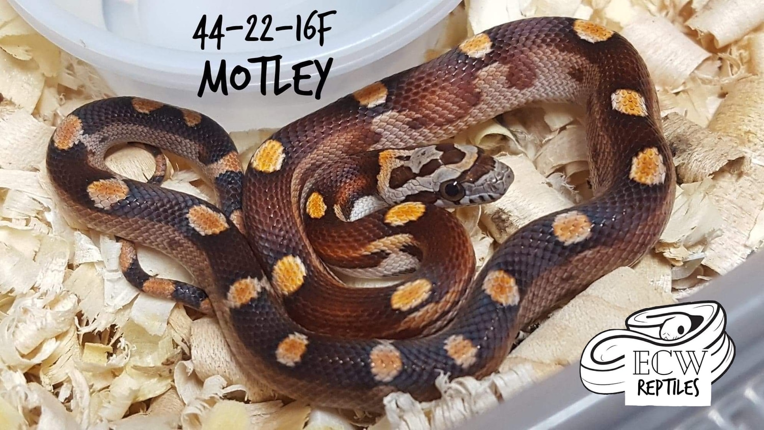 Motley Corn Snake by ECW Reptiles - MorphMarket