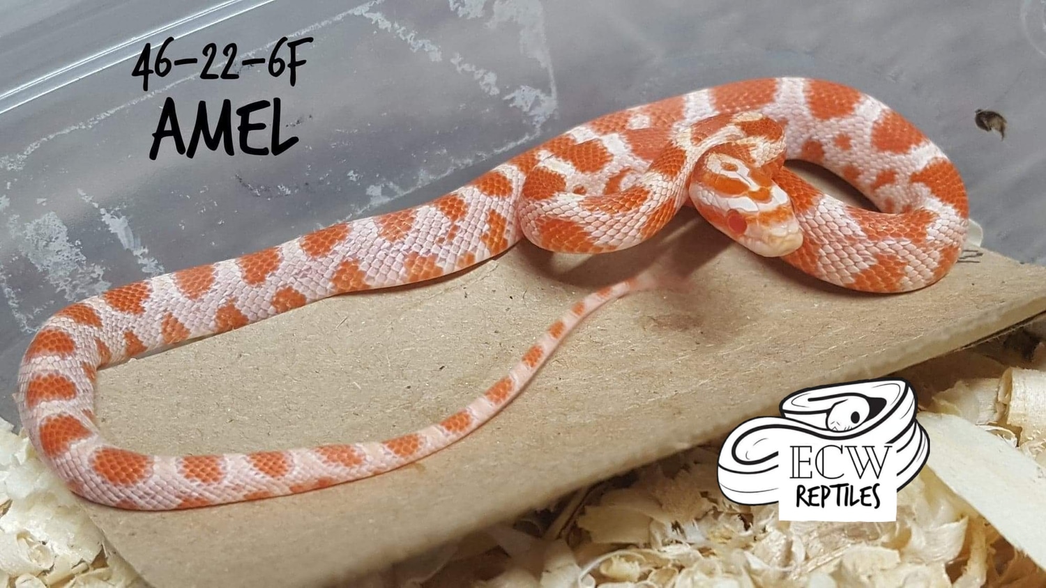 Amel Corn Snake by ECW Reptiles - MorphMarket