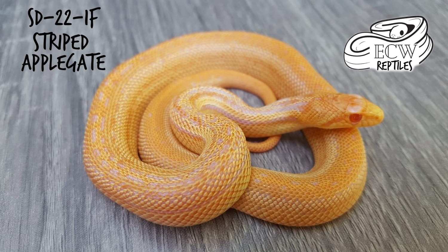 Striped Applegate Albino Gopher Snake by ECW Reptiles - MorphMarket