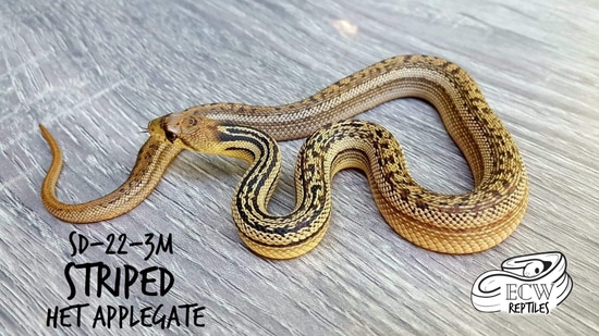 Striped San Diego Het Applegate Gopher Snake by ECW Reptiles