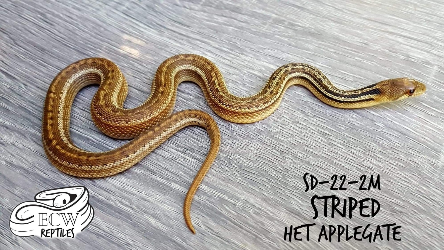 Striped San Diego Het Applegate Gopher Snake by ECW Reptiles - MorphMarket