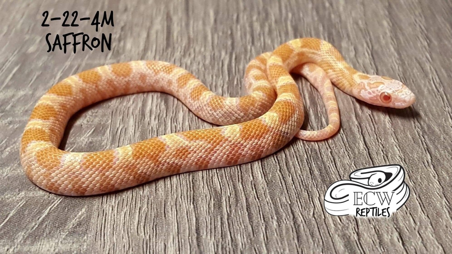 Saffron Corn Snake by ECW Reptiles - MorphMarket