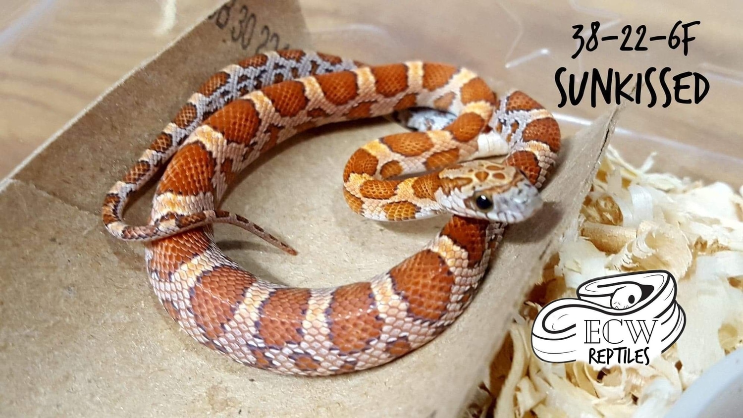 Miami Sunkissed Corn Snake by ECW Reptiles - MorphMarket